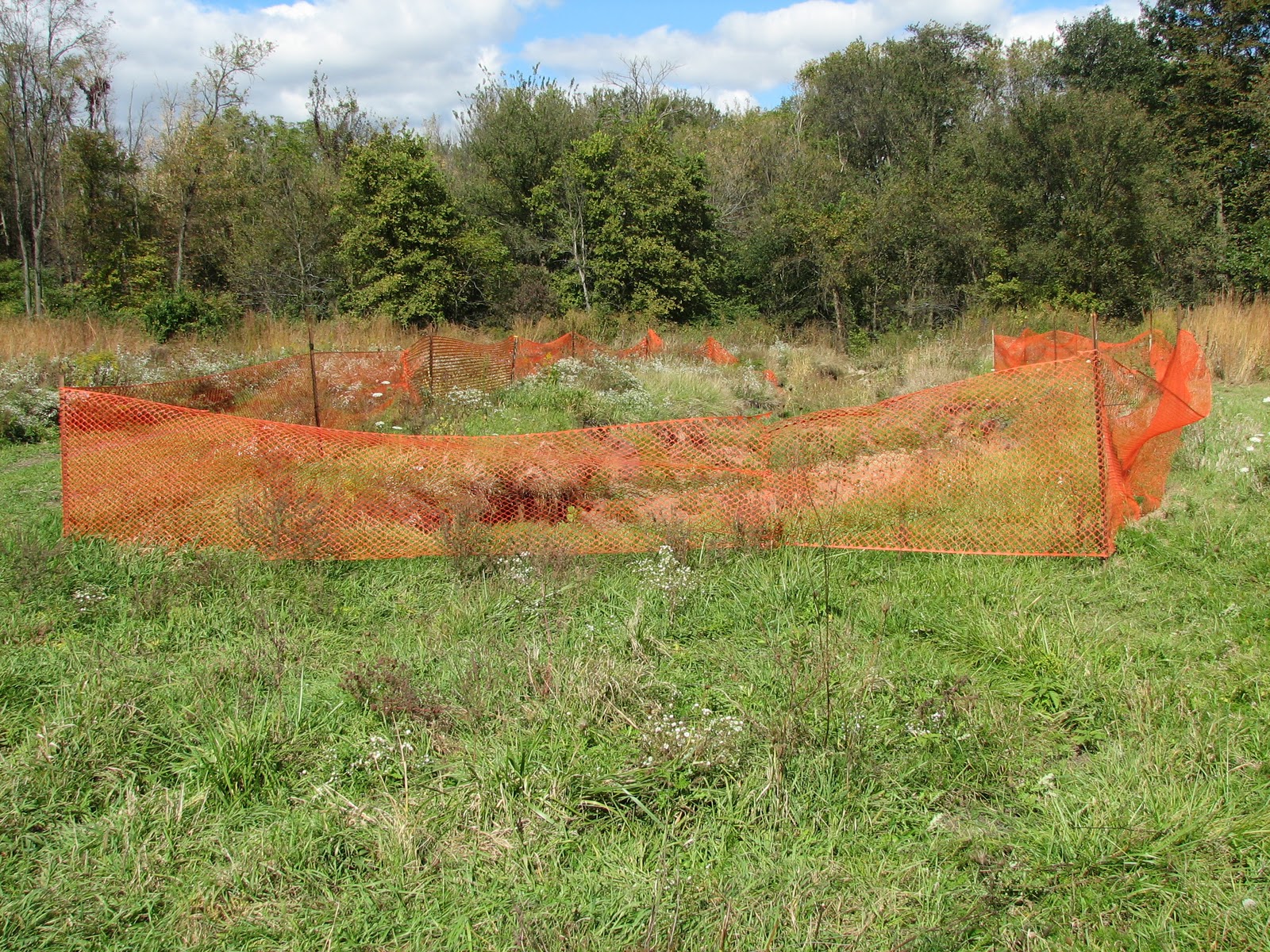 Musings from Illinois: Oak Ridge Forest Preserve 10-3-10