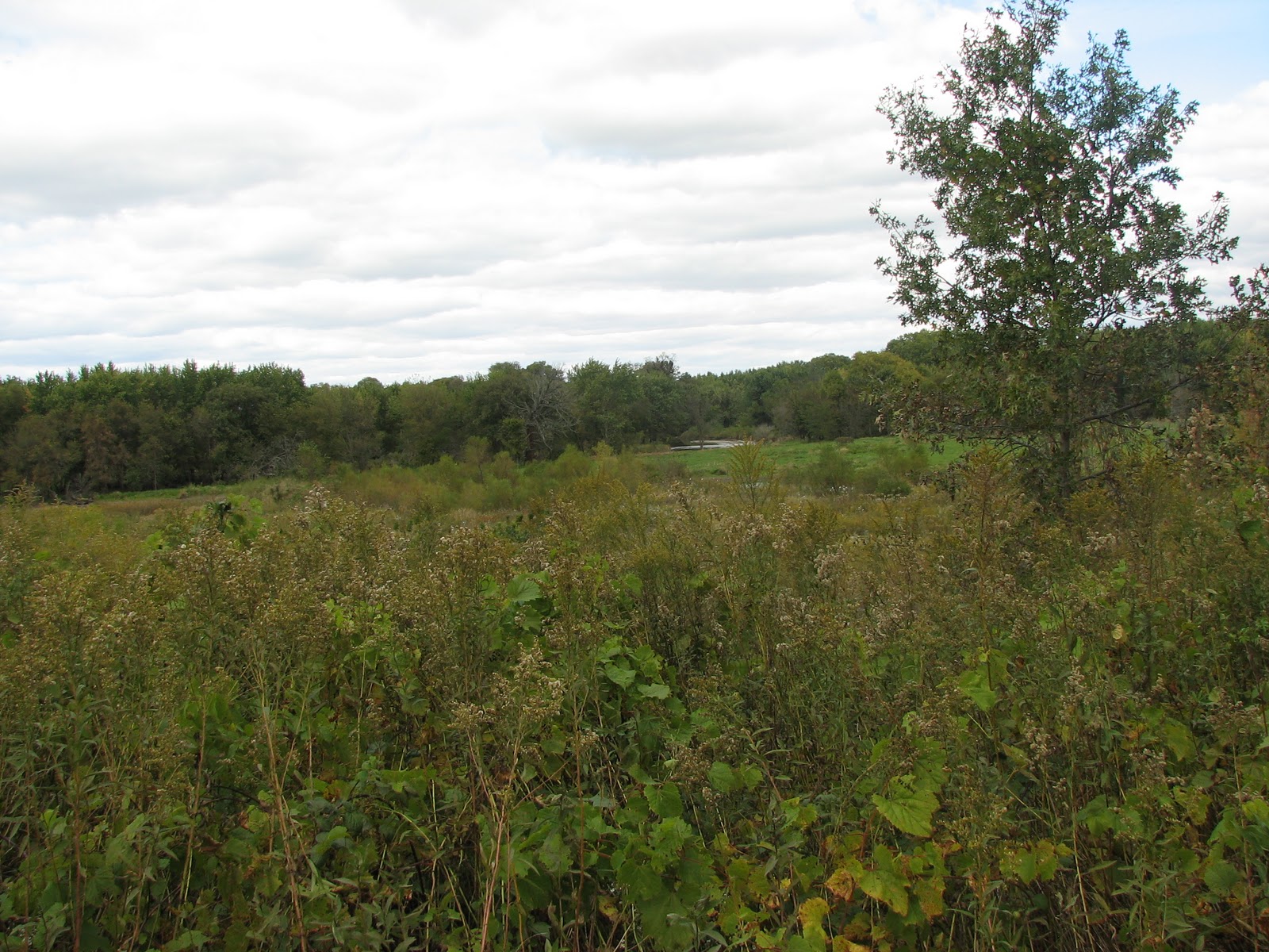 Musings from Illinois: Oak Ridge Forest Preserve 10-3-10