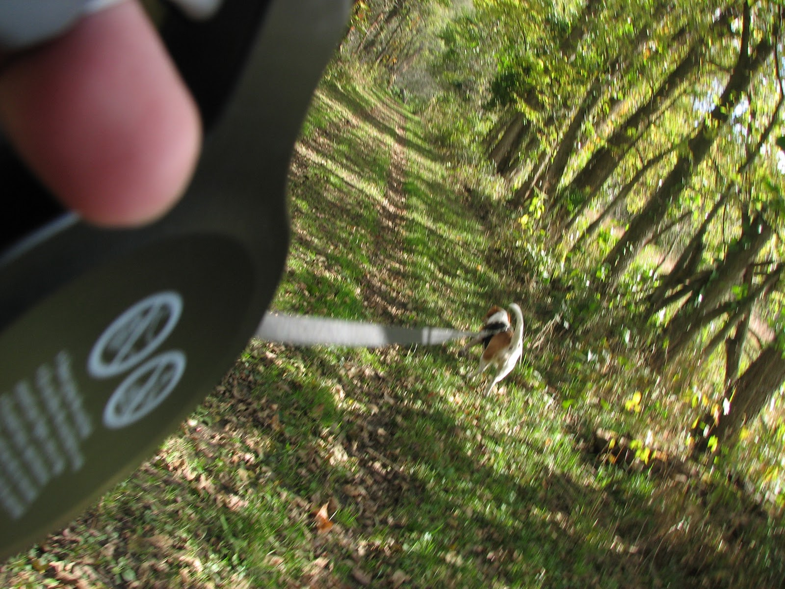 Musings from Illinois: Oak Ridge Forest Preserve 10-3-10