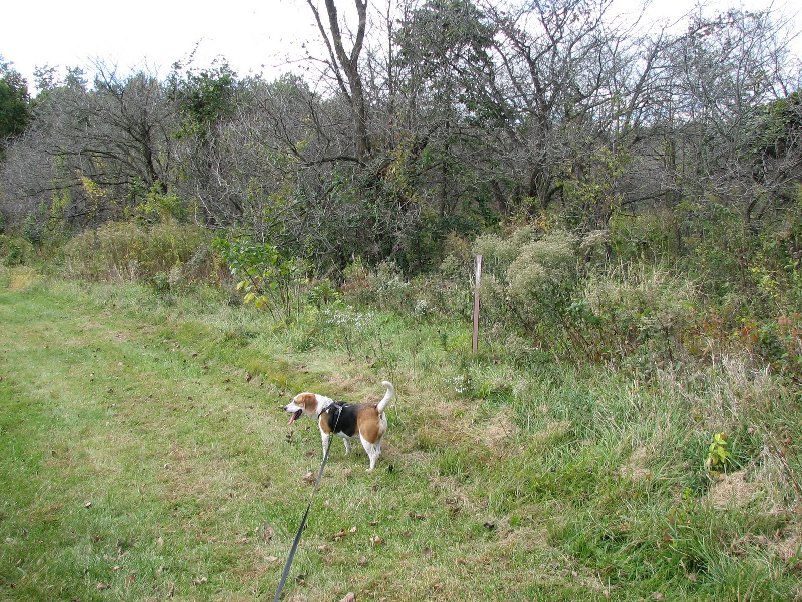 Musings from Illinois: Oak Ridge Forest Preserve 10-3-10