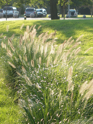 WichitaKsDailyPhoto: Fuzzy fox tails