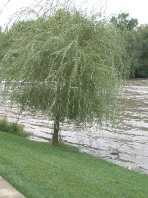 WichitaKsDailyPhoto: Young Weeping Willow