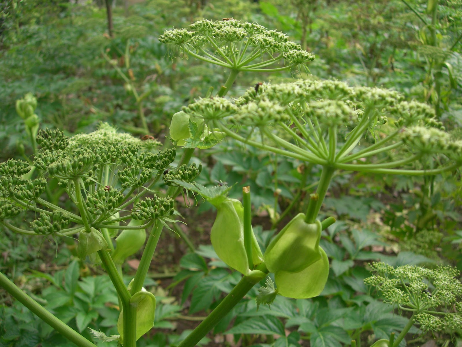 ASHITABA - MALAIKAT PENYEMBUH DARI JEPANG: Bunga Ashitaba