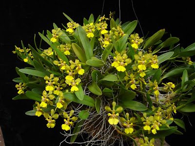 ORQUÍDEAS: Oncidium