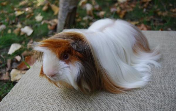 Cucchiland y el Cobayo Inconcebible: enero 2011