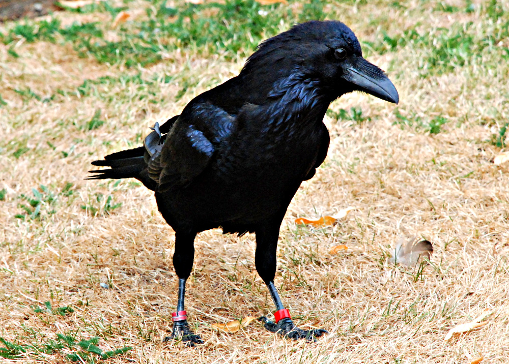Destinations: THE RAVENS OF THE TOWER OF LONDON