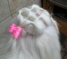 Peluqueria Canina y Cuidados de la Mascota: Recogido, Coletas, Peinados ...