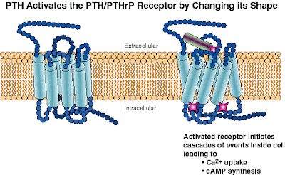 Parathyroid Hormone (PTH): Assignment #2: Structure of PTH