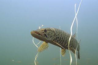 Engbretson Underwater Photography: Encountering Muskie Underwater