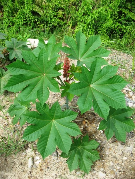 Agnes' Diary & More...: Castor Oil Trees are Flowering