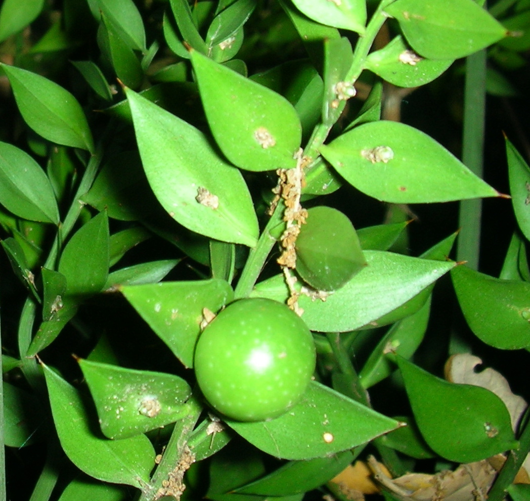 COSAS EN EL MONTE: RUSCUS ACULEATUS