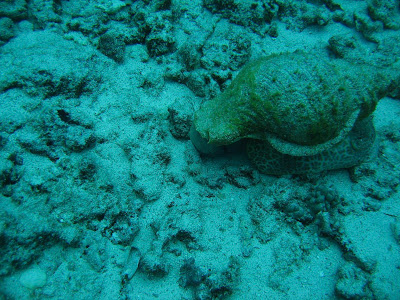 Living Life: Austin Feeds a Trident's Trumpet Snail