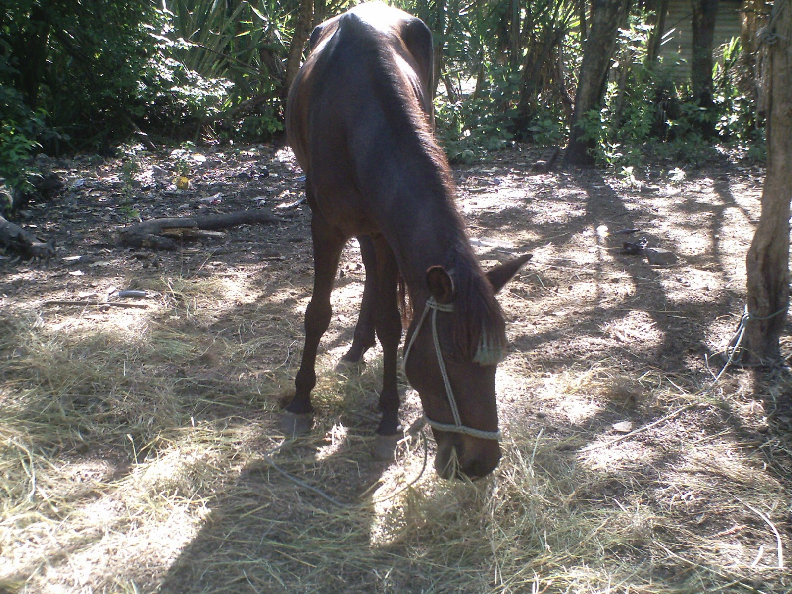 "NATURALEZA Y PRENDAS": "CABALLO"