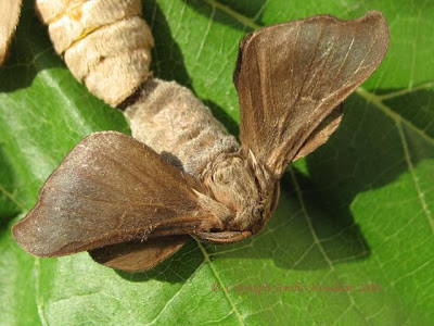 Banco Genético de Bombyx mori en Valencia (España): Mariposas de color ...