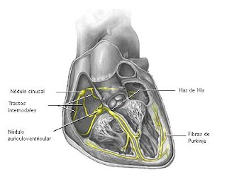Enfermería: CORAZON. Anatomía y fisiología.