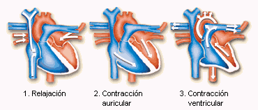 Enfermería: CORAZON. Anatomía y fisiología.