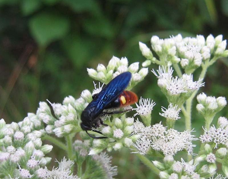 Princeton Nature Notes: A Pettable Blue-Winged Wasp's Mating Frenzy on ...