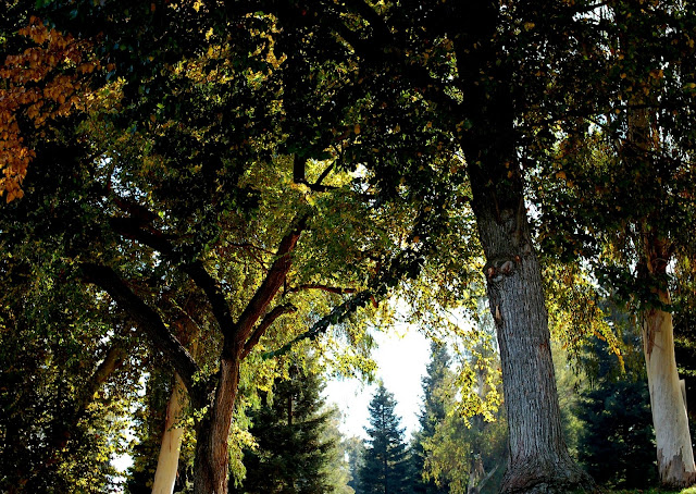 Central Valley Photos: Scout Island