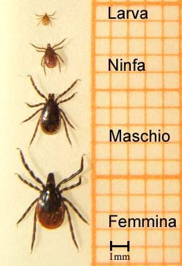 Life Is No Way To Treat An Animal: Come rimuovere correttamente una zecca