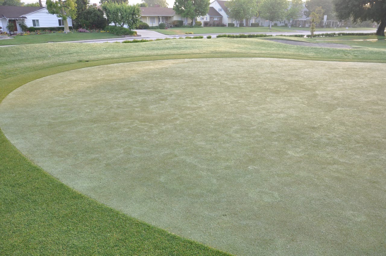 Turfgrass disease updates for golf courses: Above Average Rainfall in ...