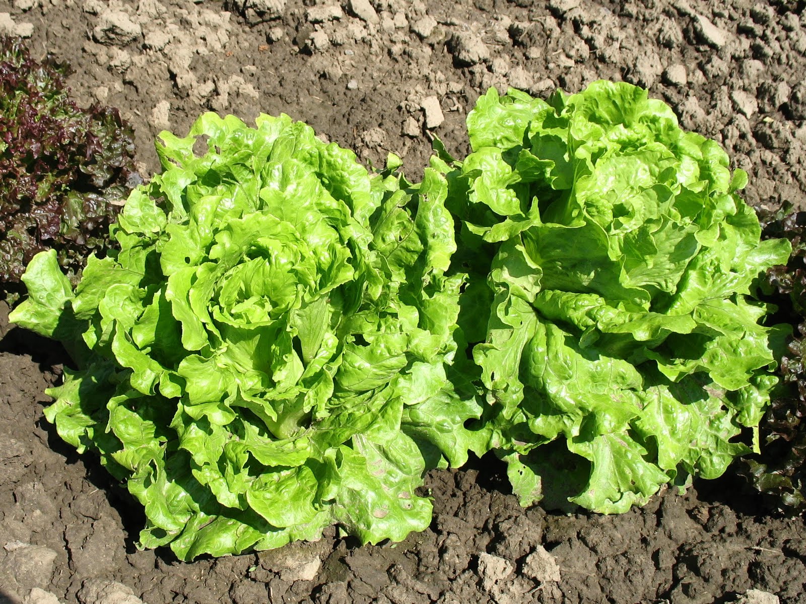 Larrys weed free vegetable garden: Batavia Lettuce