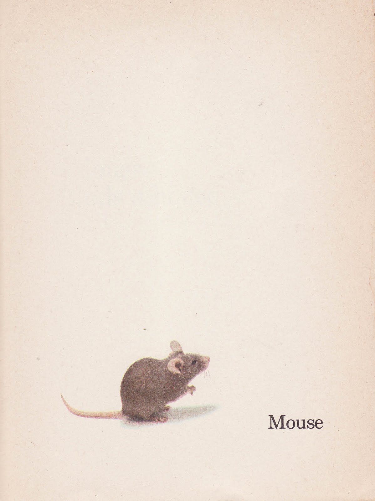 the marlowe bookshelf: The Mouse Book