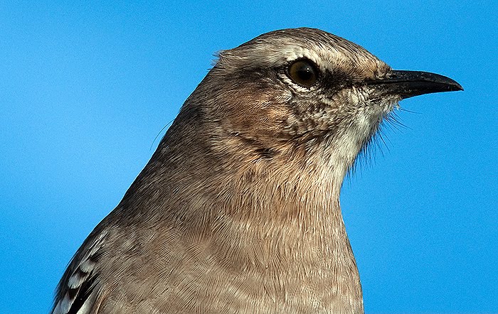 Pájaro de Península Valdés - Calandria
