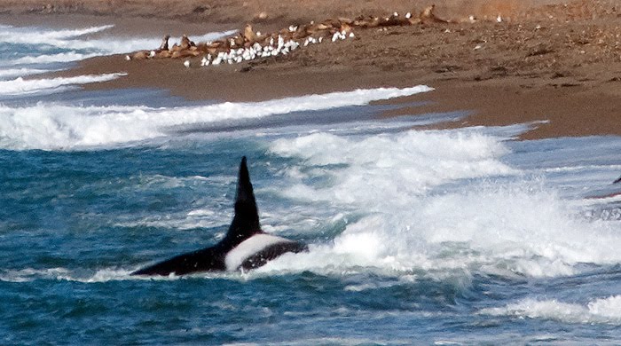 Ataque de la Orca Mel, en la Bahia Sur en Punta Norte