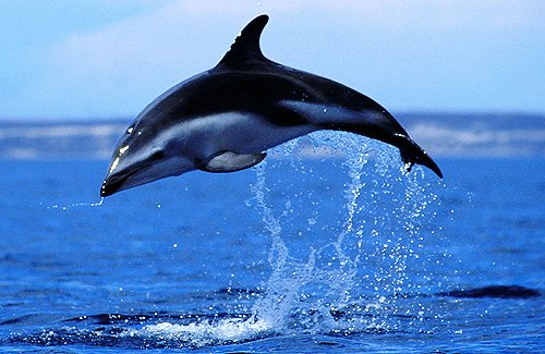 Mamíferos Marinos – Delfín Oscuro
