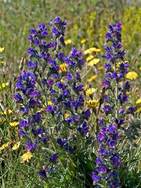 FLORES, HIERBAS Y PLANTAS MEDICINALES... HERBOLARIA ...FITOTERAPIA Y ...