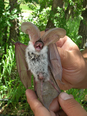 Merut's Roost: Bat of the Week: Spotted Bat