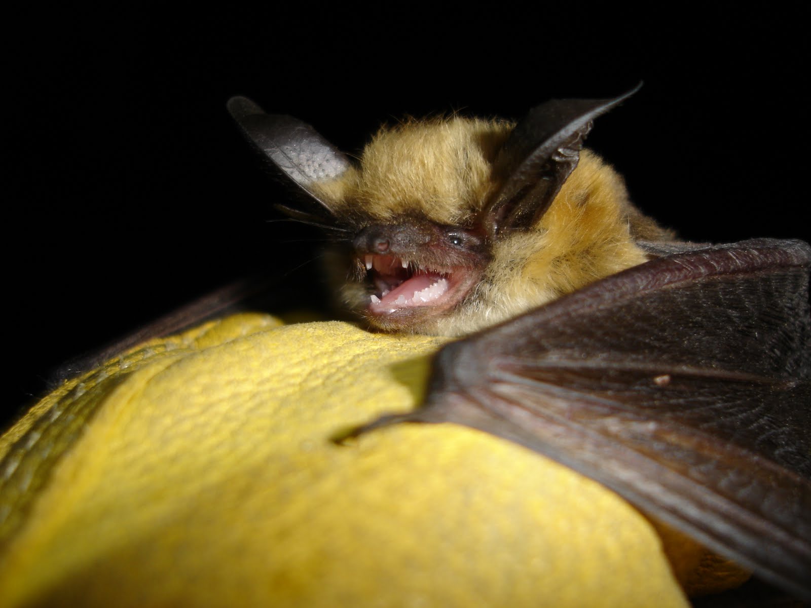 Yuma Myotis