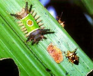 Dasar Perlindungan Tanaman: Pengendalian Hayati atau Biologi