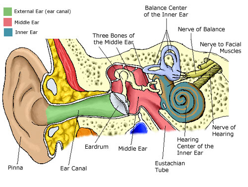 CHRONIC TUBOTYMPANIC SUPPURATIVE OTITIS MEDIA HOMEOPATHIC TREATMENT ...