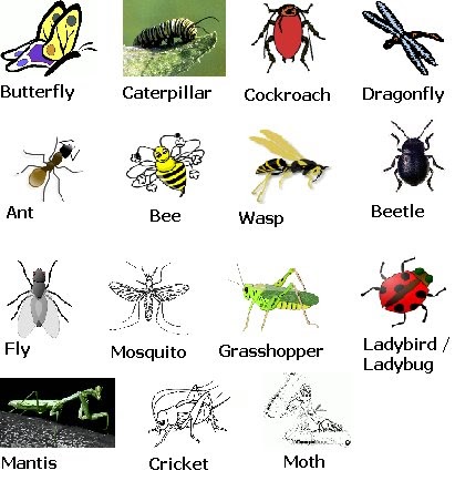 Discover English: Insects