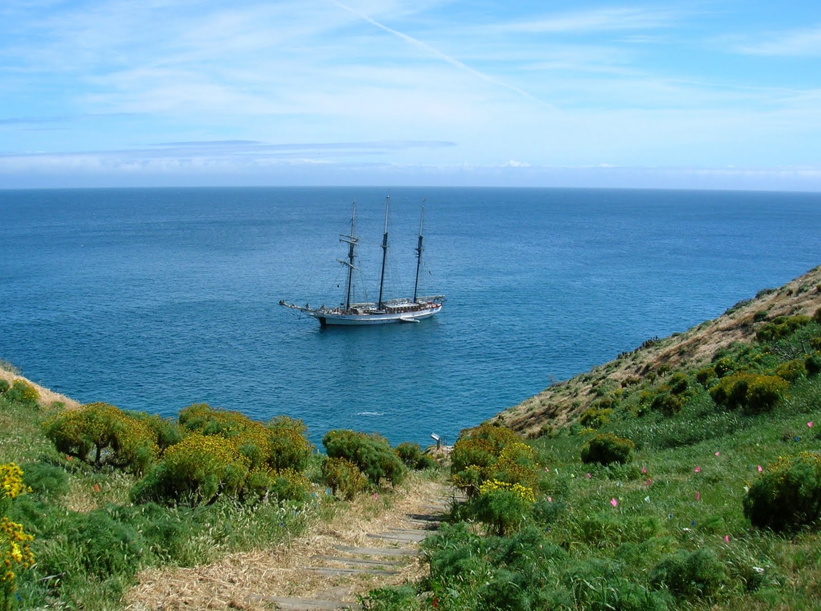 Such-n-Such Bird Blog: Sea Lyons