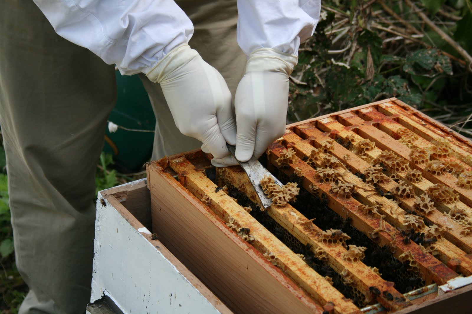 Diary of a novice bee-keeper: Cleaning off the brace comb