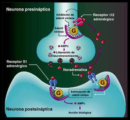 LA NEURONA: Sinápsis