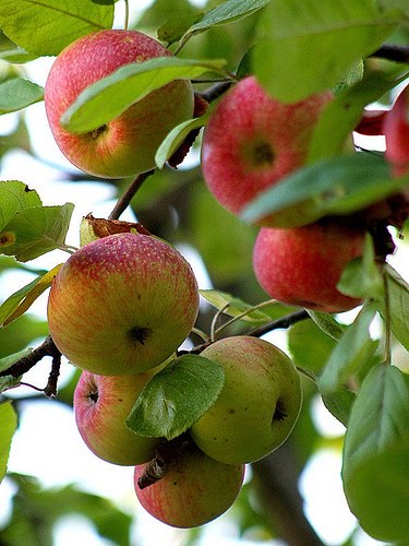 Spirituális Nagyi: A növények gyógyhatásai – alma és almafa