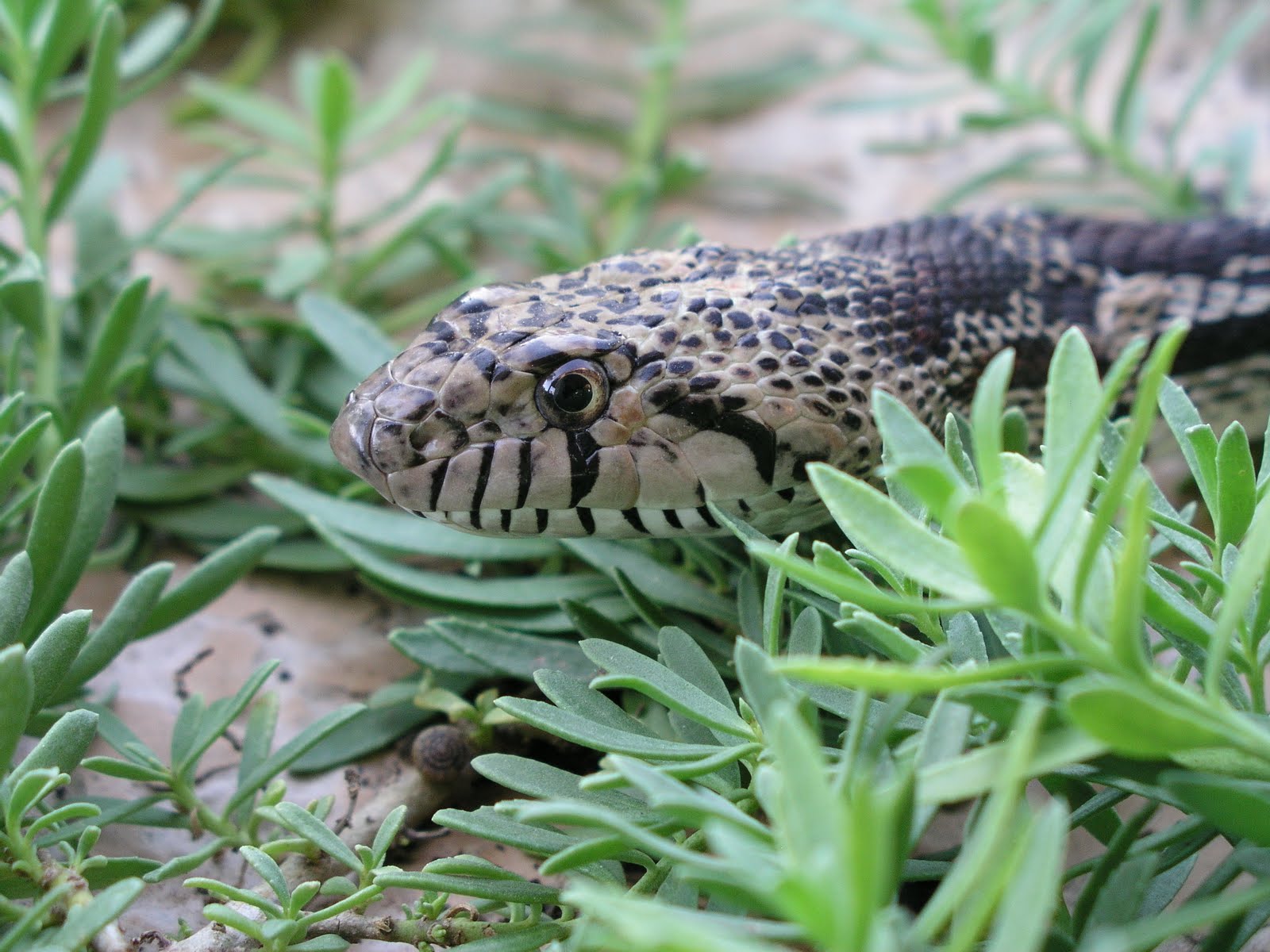 Suburban Naturalist: "Other Species"