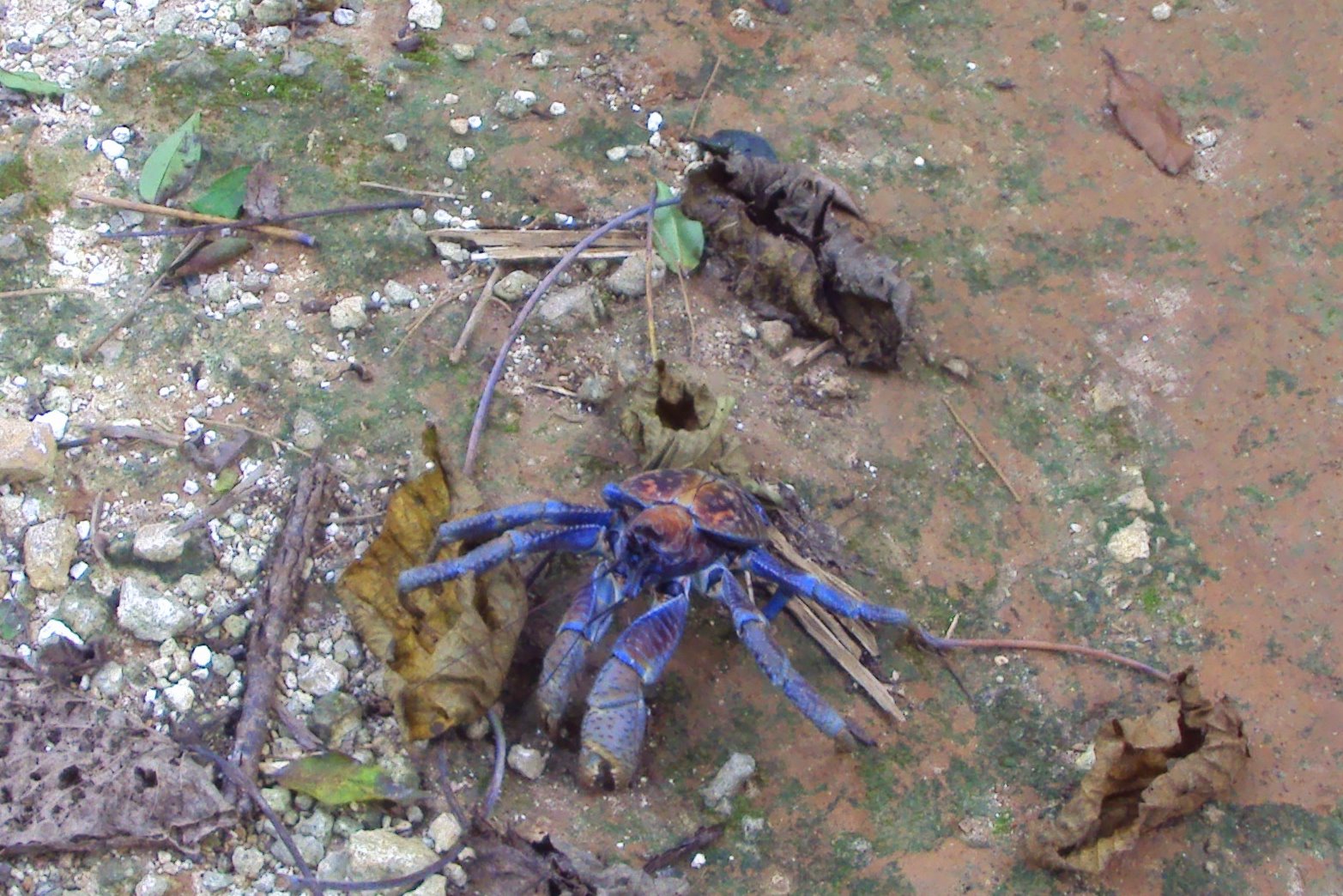 Summer at Christmas Island: Robber Crab Photos