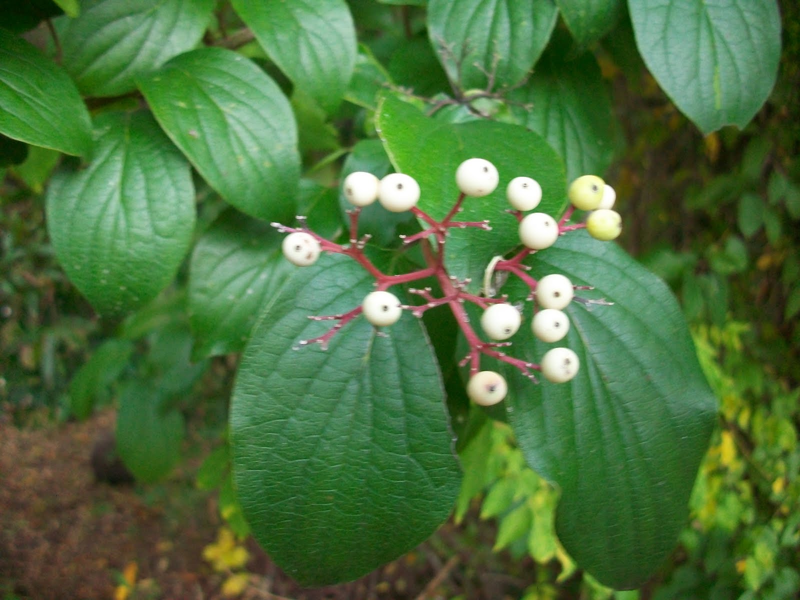 The Garden Ramblers Blog: Swamp Dogwood