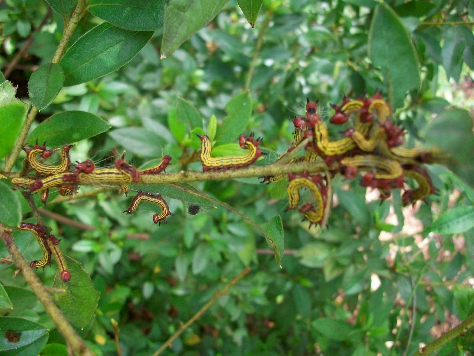 The Garden Ramblers Blog: Azalea Caterpillar
