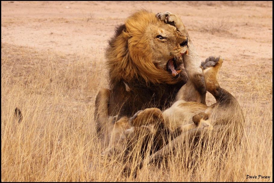 Dave Pusey Photography: Mapogo Fury!