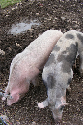 FABULO: PHOTOS COCHONNES