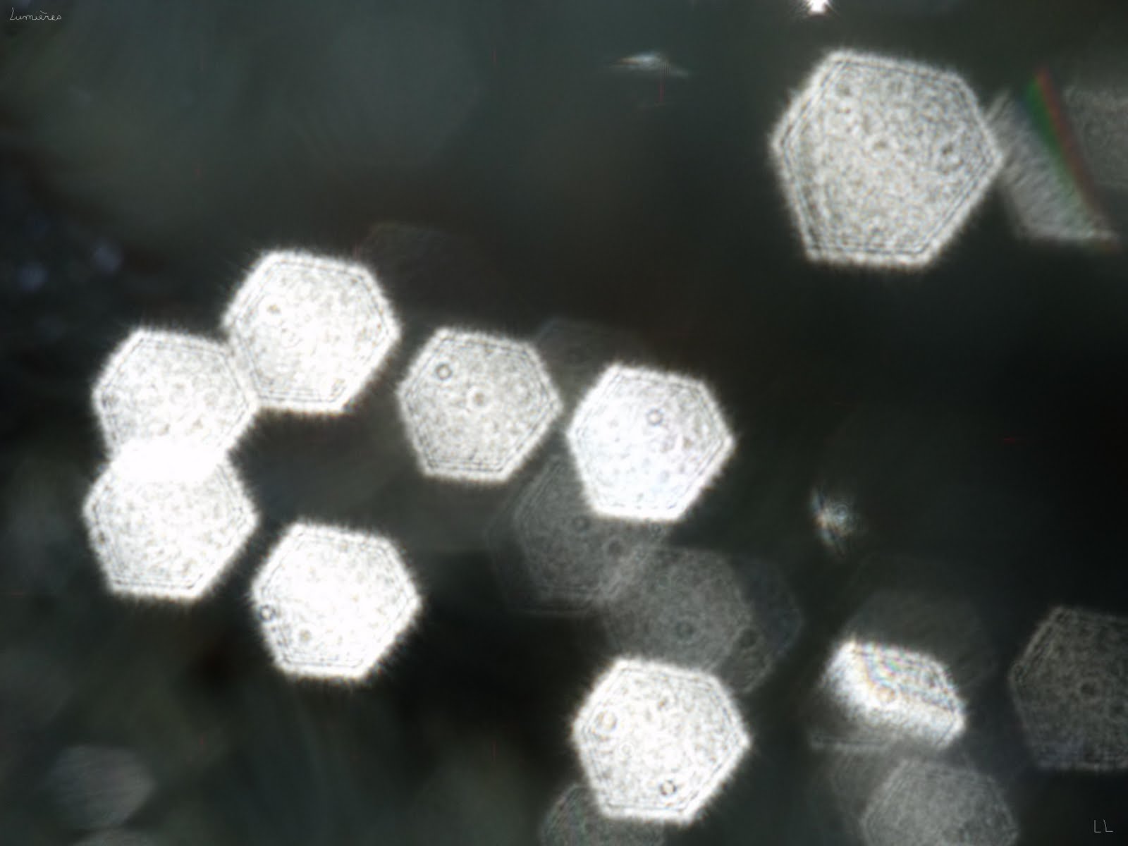 FABULO: novembre 2010