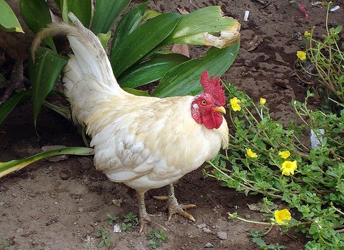 ~ Criando Pets ~: Garnizés