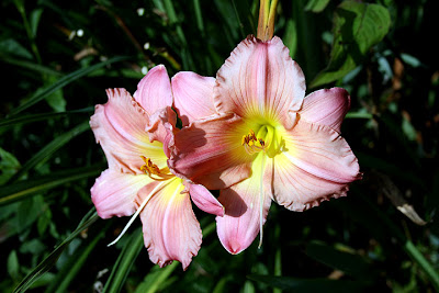 Colors Of The Garden: Daylily Delight