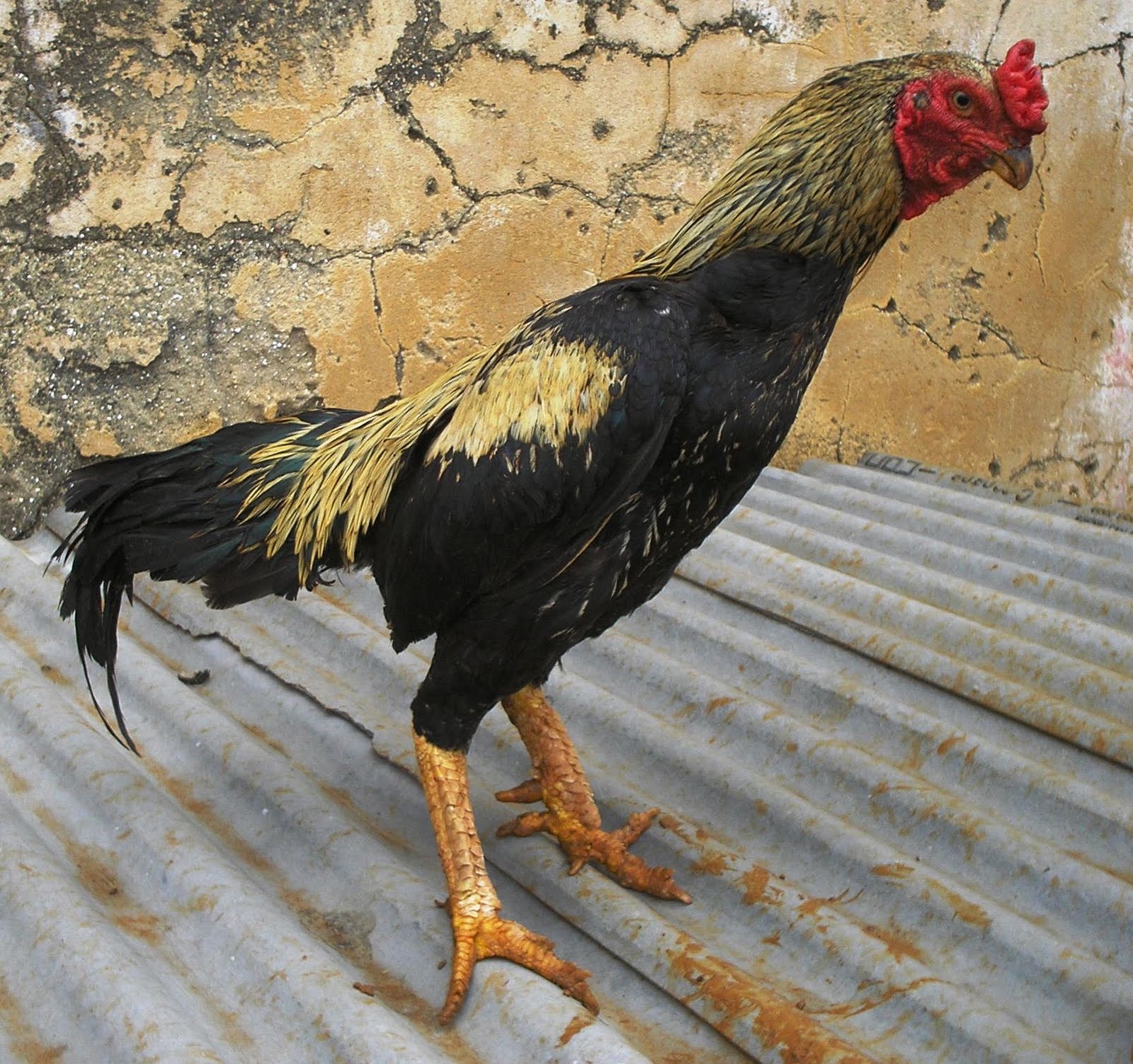 ASIL & Cia: O COMBATENTE ASIL RAJAH MURGH