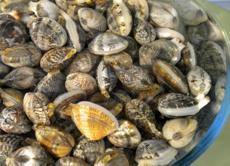le bord doré des nuages: Les coquilles des palourdes sont des paysages